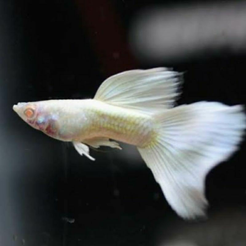 Jual hiasan aquarium ikan Guppy albino full platinum reguler | Shopee Indonesia