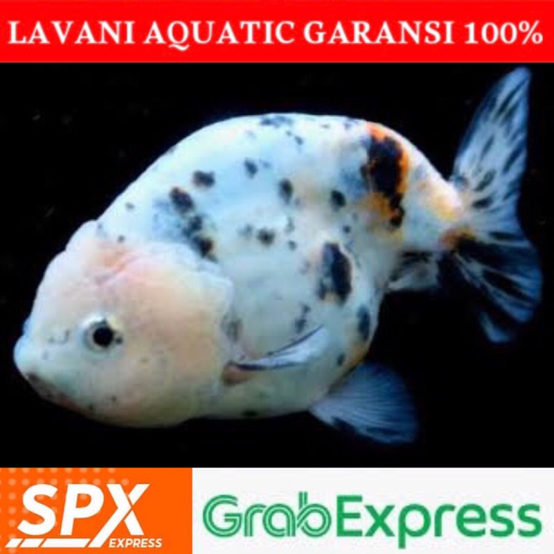 Jual HIASAN AQUARIUM-koki ranchu sapi 5-7 cm | Shopee Indonesia