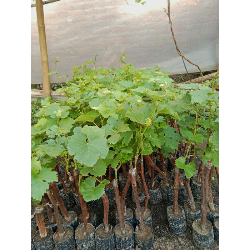 Jual BELI 2 GRATIS PUPUK!! Bibit Anggur Import Jupiter, Ninel, Trans ...
