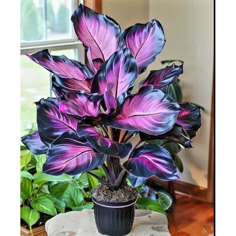 Jual Tanaman Hias Black Diven /Tanaman Hias Diven black/Tanaman Diven ...