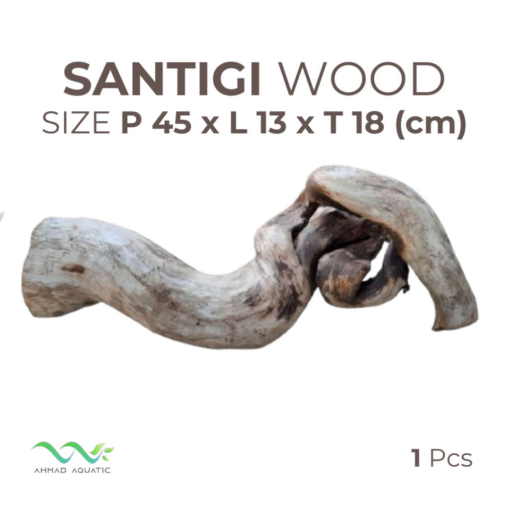 Jual Kayu Santigi Laut Santigi Wood Grade A 001 Sudah tenggelam ...
