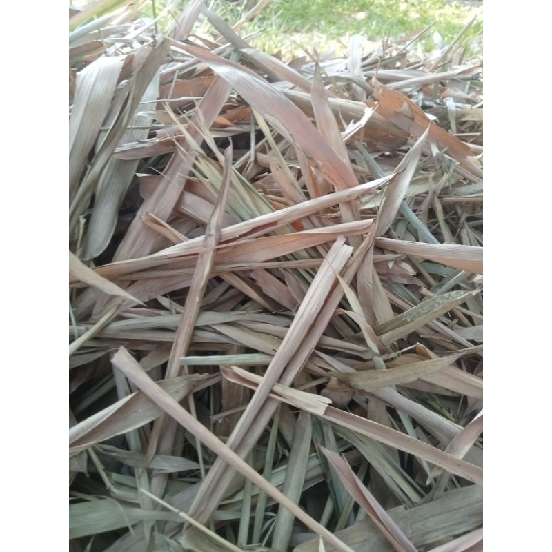 Jual DAUN BAMBU KERING 1KG | Shopee Indonesia