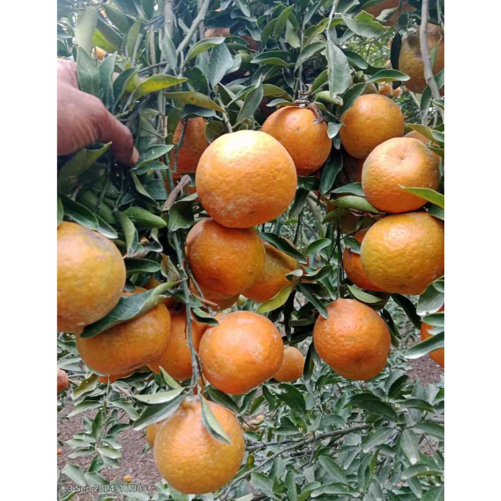 Jual JERUK SIYEM MADU ASLI MALANG | Shopee Indonesia