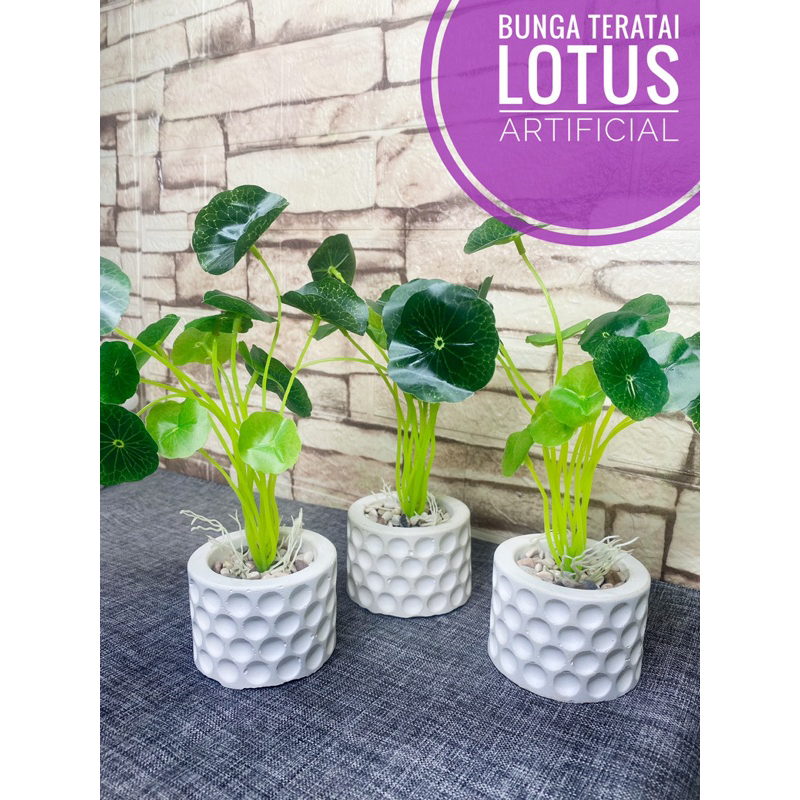 Jual POT MINI SEMEN MODEL TABUNG SET BUNGA TERATAI LOTUS MINI AESTHETIC ...