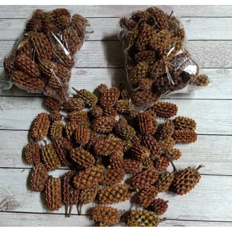 Jual biji cemara 100 pcs | Shopee Indonesia