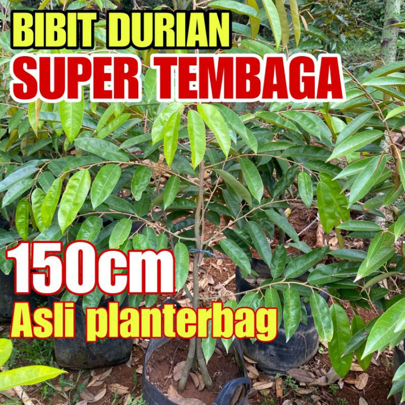 Jual BIBIT DURIAN SUPER TEMBAGA ASLI PLANTERBAG TINGGI 140-150cm | Shopee Indonesia