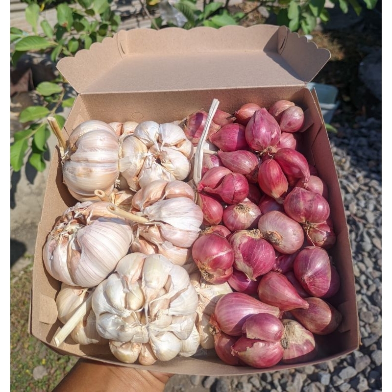 Jual PAKET BAMER BIMA BAPUT SINCO 500 GRAM TERMURAH | Shopee Indonesia