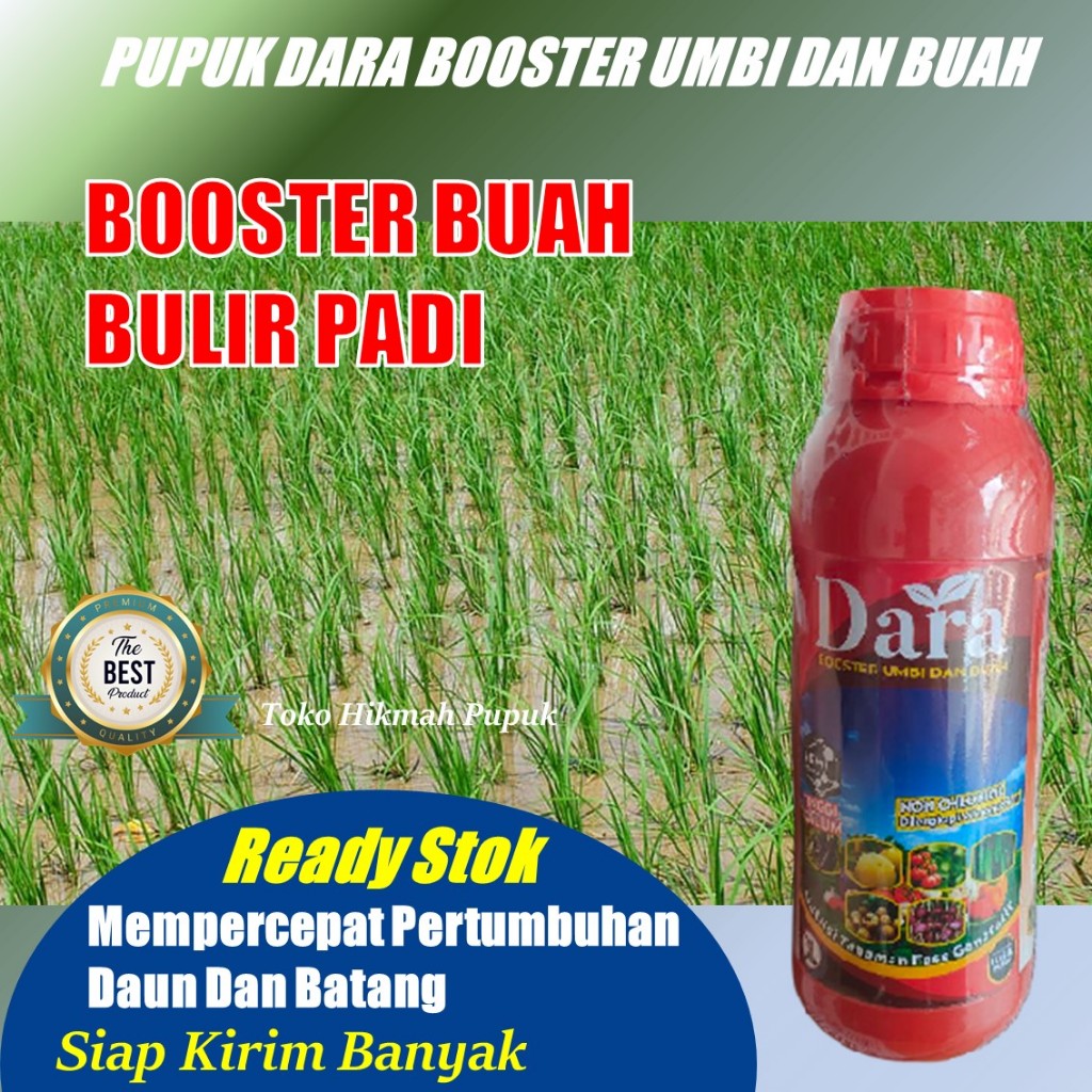 Jual (REKOMENDED) DARA ISI 500 ML - OBAT ORGANIK MELEBATKAN BULIR PADI SAAT BERBUAH - Pupuk ...
