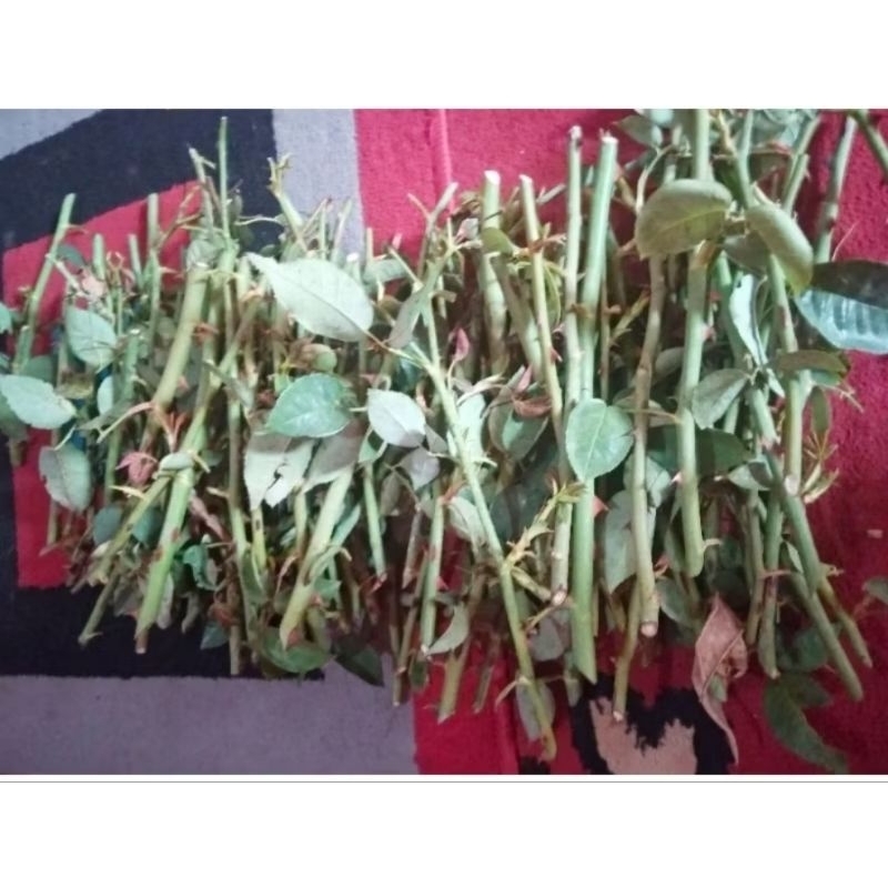 Jual Stek bunga mawar medan warna merah/putih | Shopee Indonesia