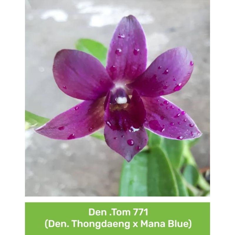 Jual Anggrek Dendrobium Thongdeang x Mana Blue Dewasa | Shopee Indonesia