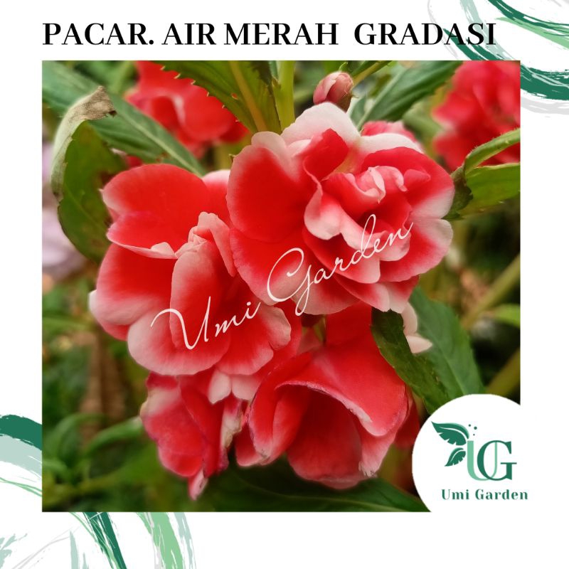 Jual 25 Biji Benih Bunga Pacar Air Merah Gradasi Putih Tumpuk Impatiens ...