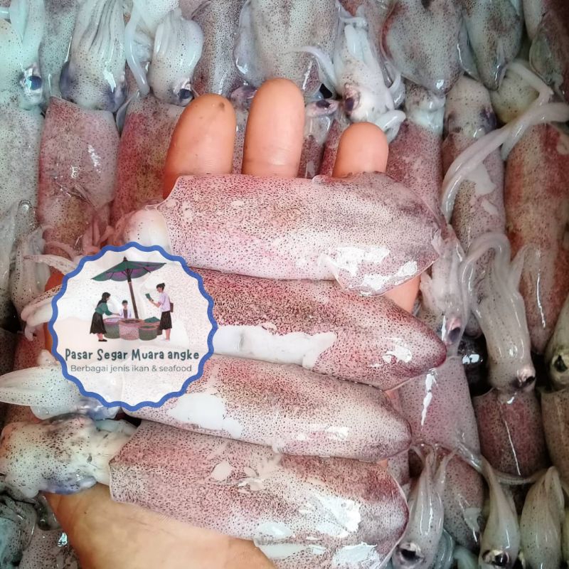 Jual Cumi sedang segar 1 kg | Shopee Indonesia