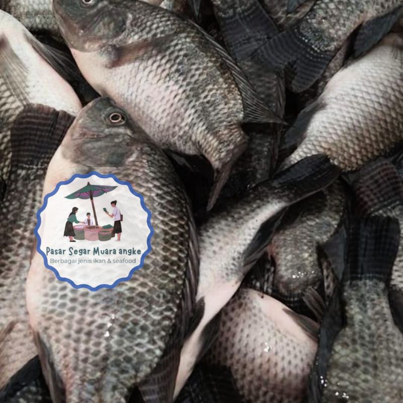 Jual Ikan Nila Segar 1 kg | Shopee Indonesia