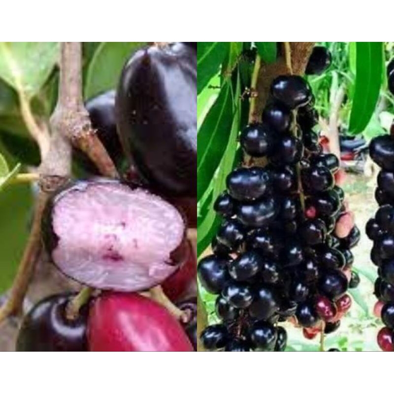 Jual Juwet/jamblang indukan berbunga berbuah | Shopee Indonesia