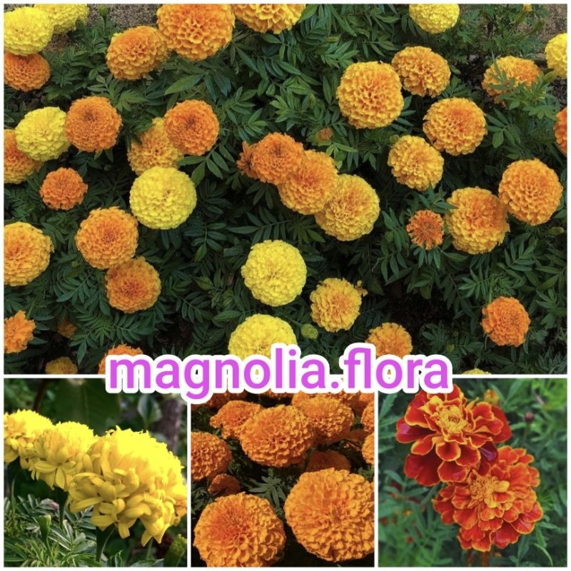 Jual Tagetes patula erecta / kenikir lokal kuning orange / french ...