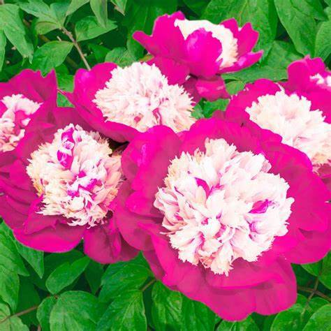 Jual Biji Bunga Peony White Cap / Rare Peony | Shopee Indonesia