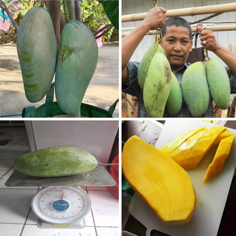Jual TANAMAN MANGGA MAHATIR / BIBIT MANGGA MAHATIR / BIBIT TANAMAN MANGGA MAHATIR / POHON MANGGA ...
