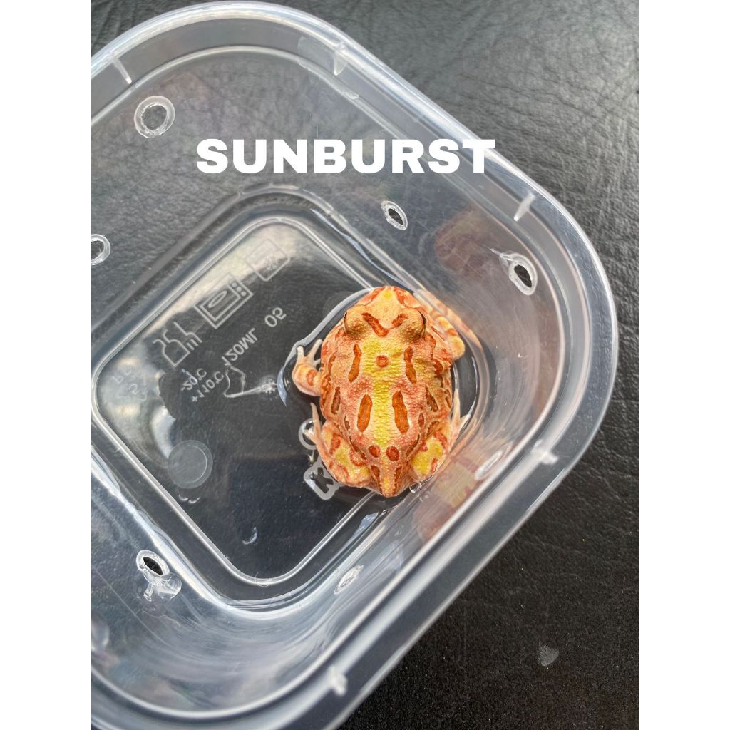 Jual Kodok Pacman Sunburst Baby Pacman Frog Camo Pacman Murah Cranwelli ...
