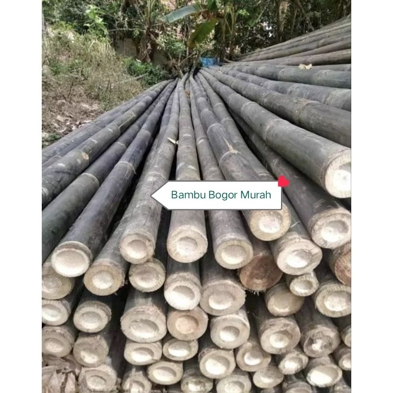 Jual Bambu Hitam Bambu Wulung Bulat Asli Tua Panjang 3 Meter | Shopee ...