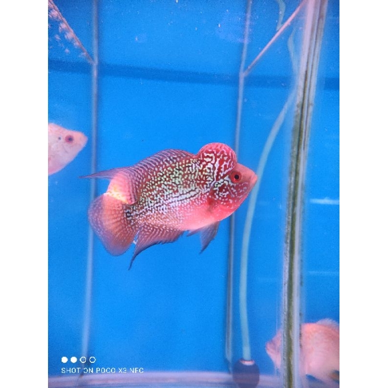Jual IKAN LOHAN JENONG UKURAN 8-9 CM | Shopee Indonesia
