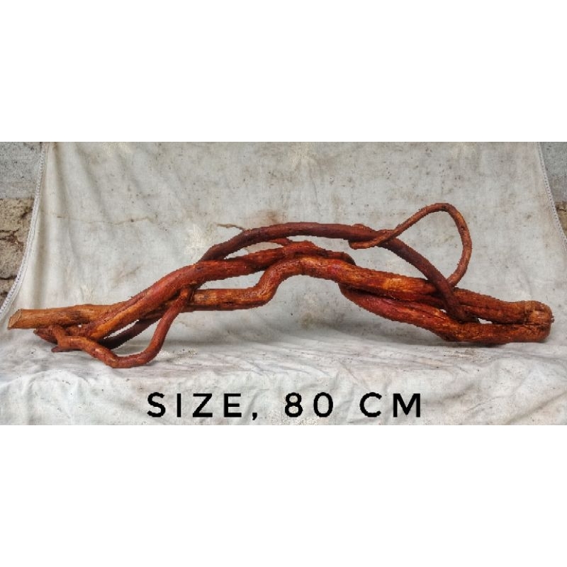 Jual akar Santigi gunung panjang, 80 cm | Shopee Indonesia