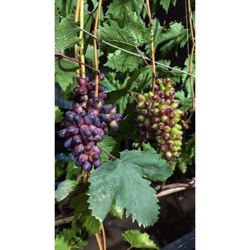Jual Bibit anggur (CITRA) super manis hasil okulasi gampng berbuah ...