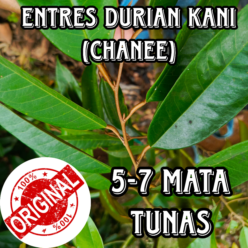 Jual Entres Durian Kani Atau Chanee Entres Pucukan Durian Super Mata ...