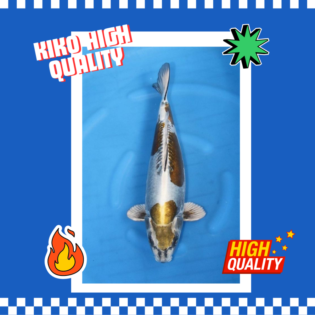 Jual Ikan Koi Kiko Grade A - Asli Blitar SQ HQ Bergaransi | Shopee ...