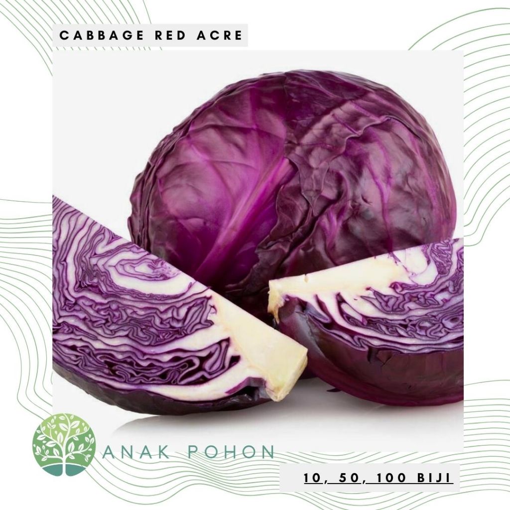 Jual Benih Bibit Biji - Cabbage Red Acre / Kol Kubis Merah Seeds ...