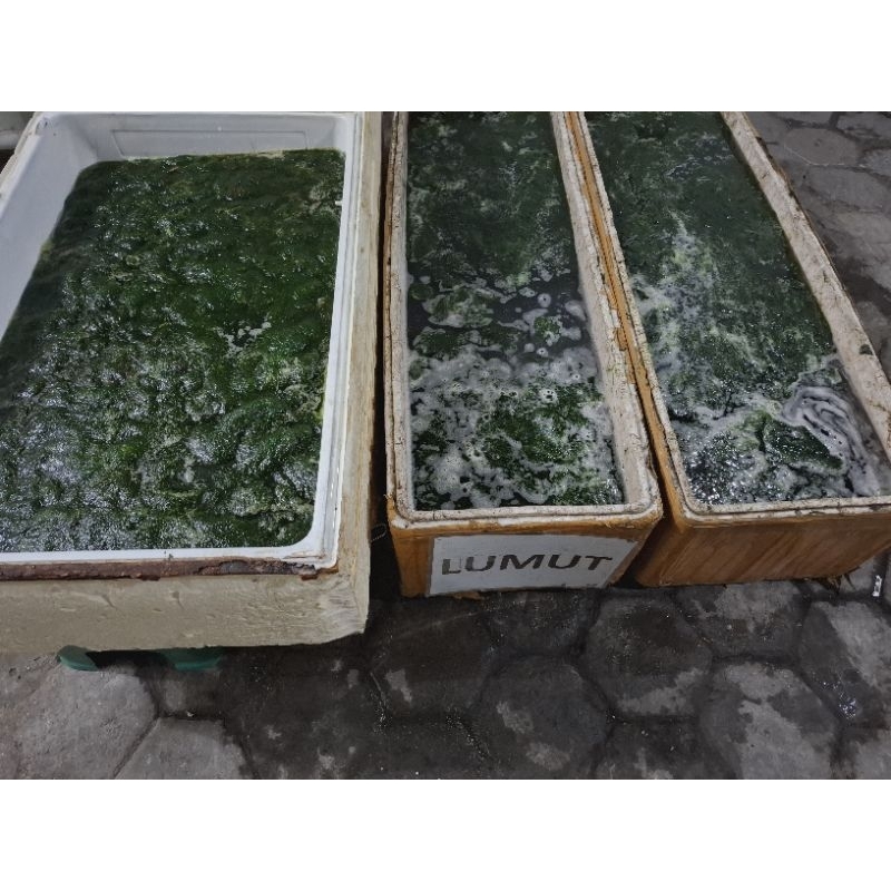 Jual lumut umpan mancing nila dan bandeng (wajib tanya stock) | Shopee ...