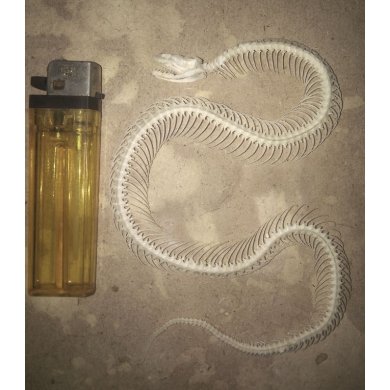 Jual Skull Taxidermy / Articulating Skeleton Ular Air Enhydris Plumbea ...