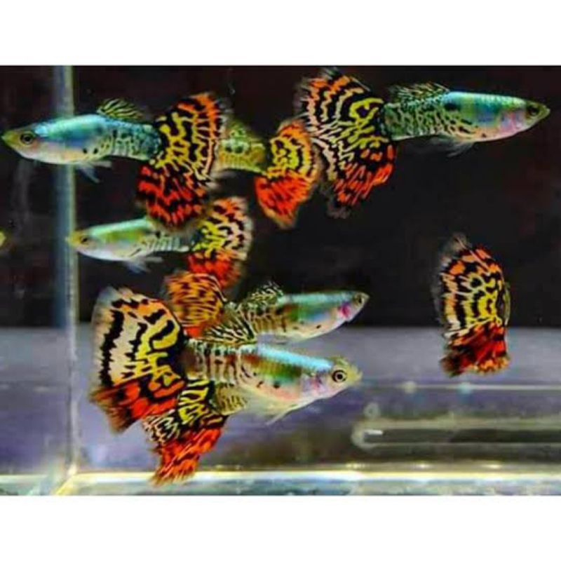 Jual Packing Styrofoam ( Yellow Tiger ) | Shopee Indonesia
