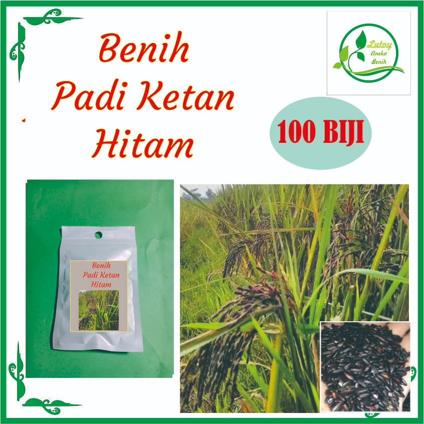 Jual BENIH PADI KETAN HITAM ISI 100 BIJI | Shopee Indonesia