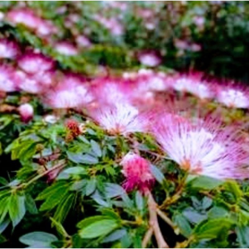 Jual tanaman bunga kaliandra surinamensis - pakan lebah kaliandra ...