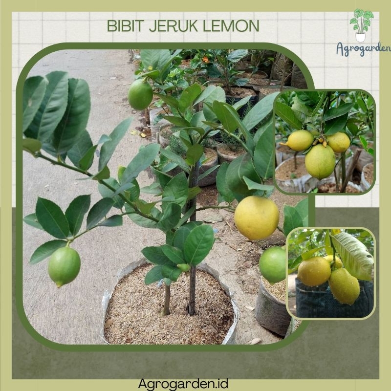 Jual BIBIT JERUK LEMON CALIFORNIA KONDIS I SUDAH BERBUAH - TANAMAN ...