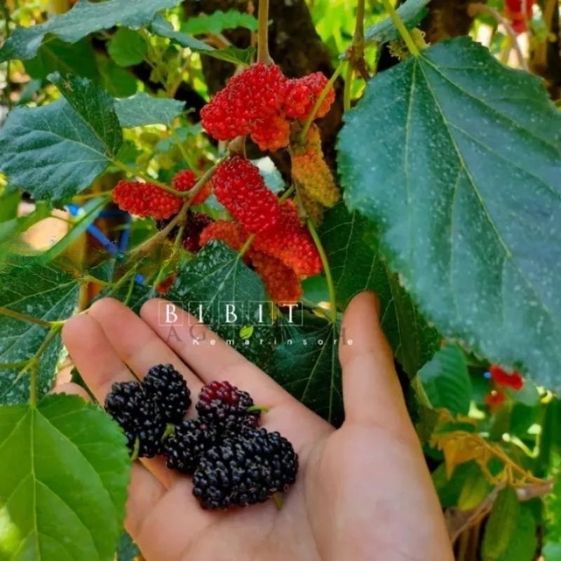 Jual Tanaman buah murberry | pohon murberry | murbei | murberry ...