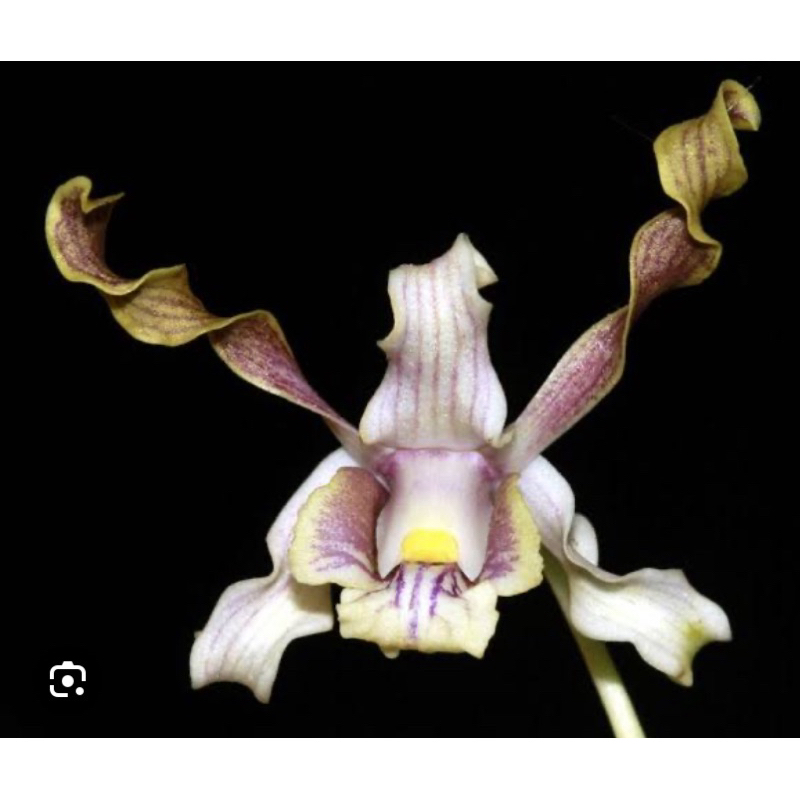 Jual dendrobium pseudoconanthum ( anggrek besi sulawesi) junggel ...