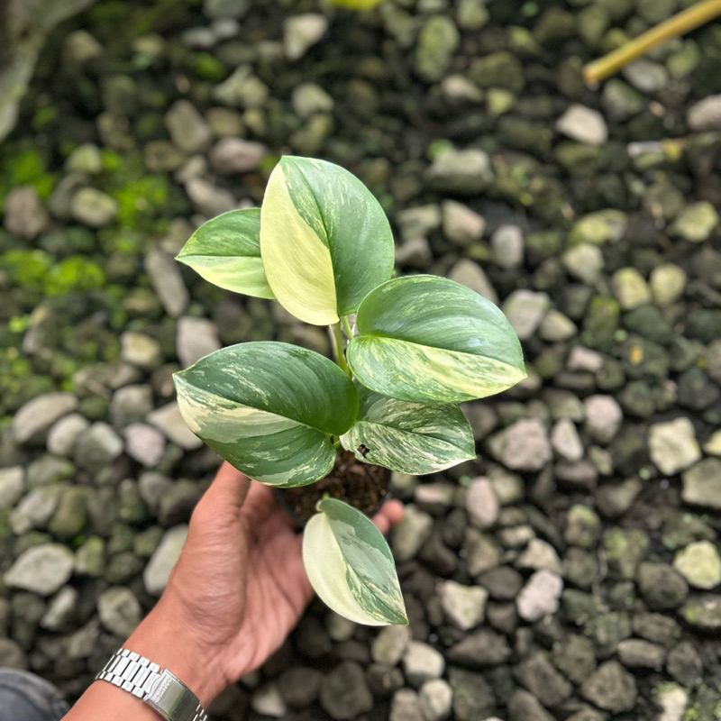 Jual Scindapsus Rubicon Variegata | Shopee Indonesia