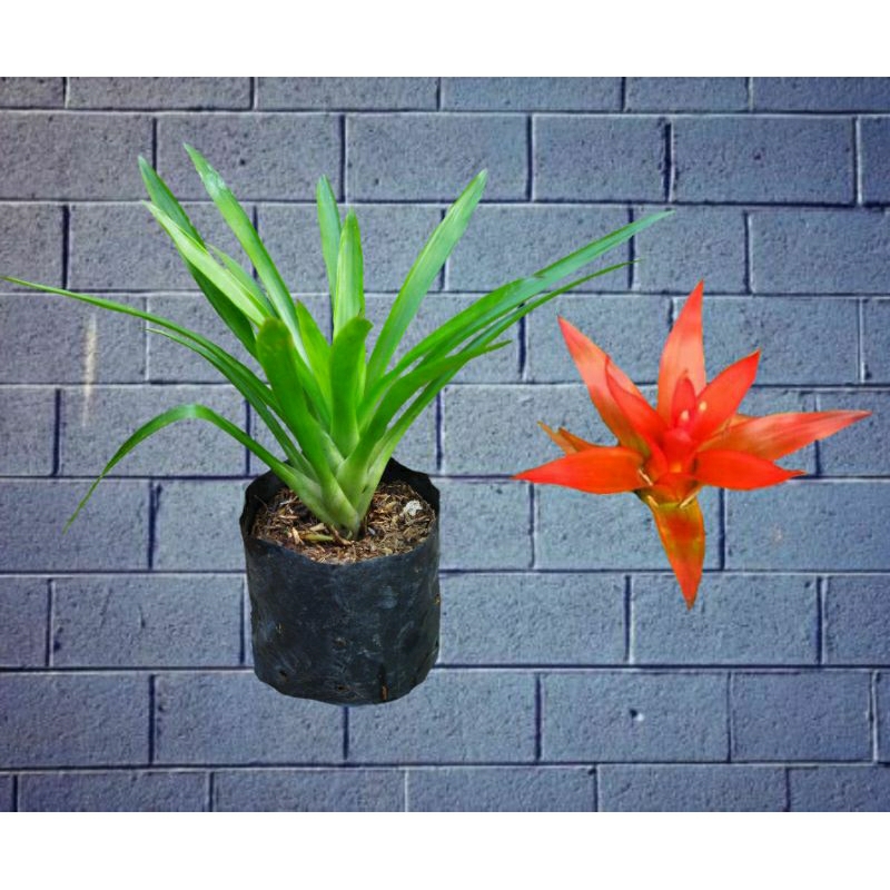 Jual Tanaman Bromelia Bunga Merah / Guzmania ostara | Shopee Indonesia