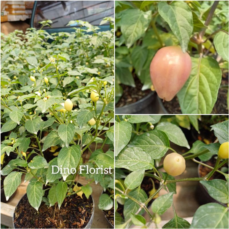 Jual Bibit Tanaman Cabai Bulat / Cabe Cherry / Cabe Ceri ( Sudah ...
