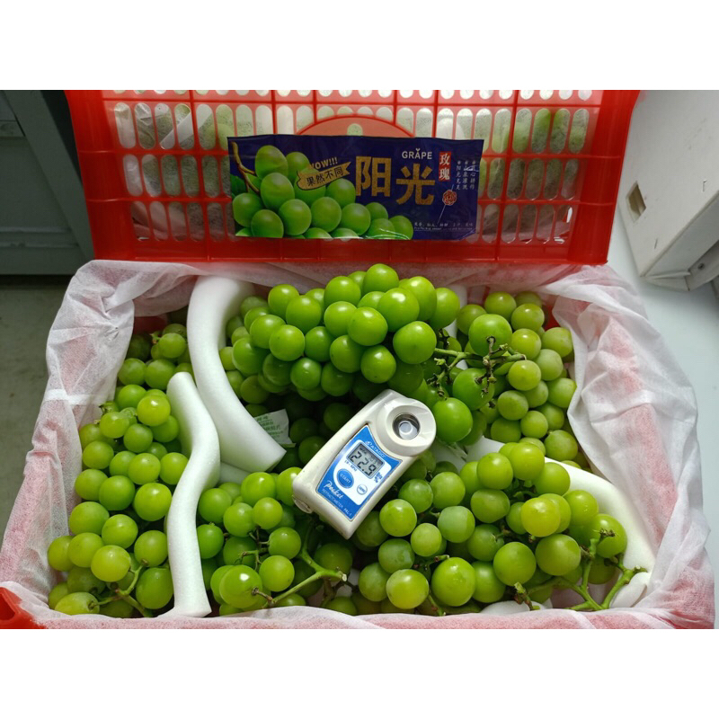 Jual Anggur Hijau Shine Muscat (5 KG) Fresh Import | Shopee Indonesia