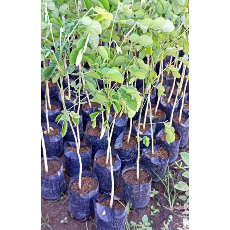 Jual BIBIT KAYU TREMBESI SIAP TANAM(BELI 5 GRATIS 1) | Shopee Indonesia