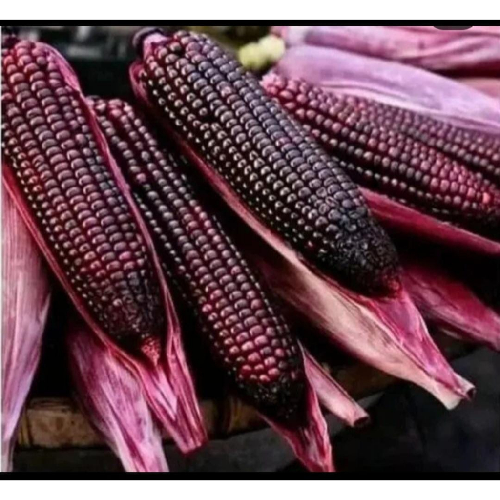 Jual JAGUNG KETAN UNGU 1 kg | Shopee Indonesia
