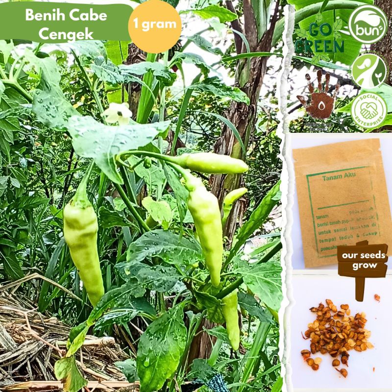 Jual Benih Cabe Rawit Domba Cengek 1 gram Biji Bibit | Shopee Indonesia