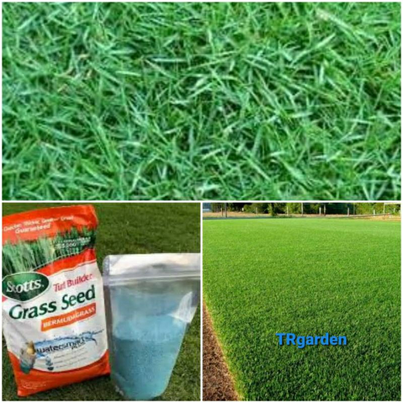 Jual biji benih rumput jepang/ rumput lapangan bola 700 biji | Shopee ...