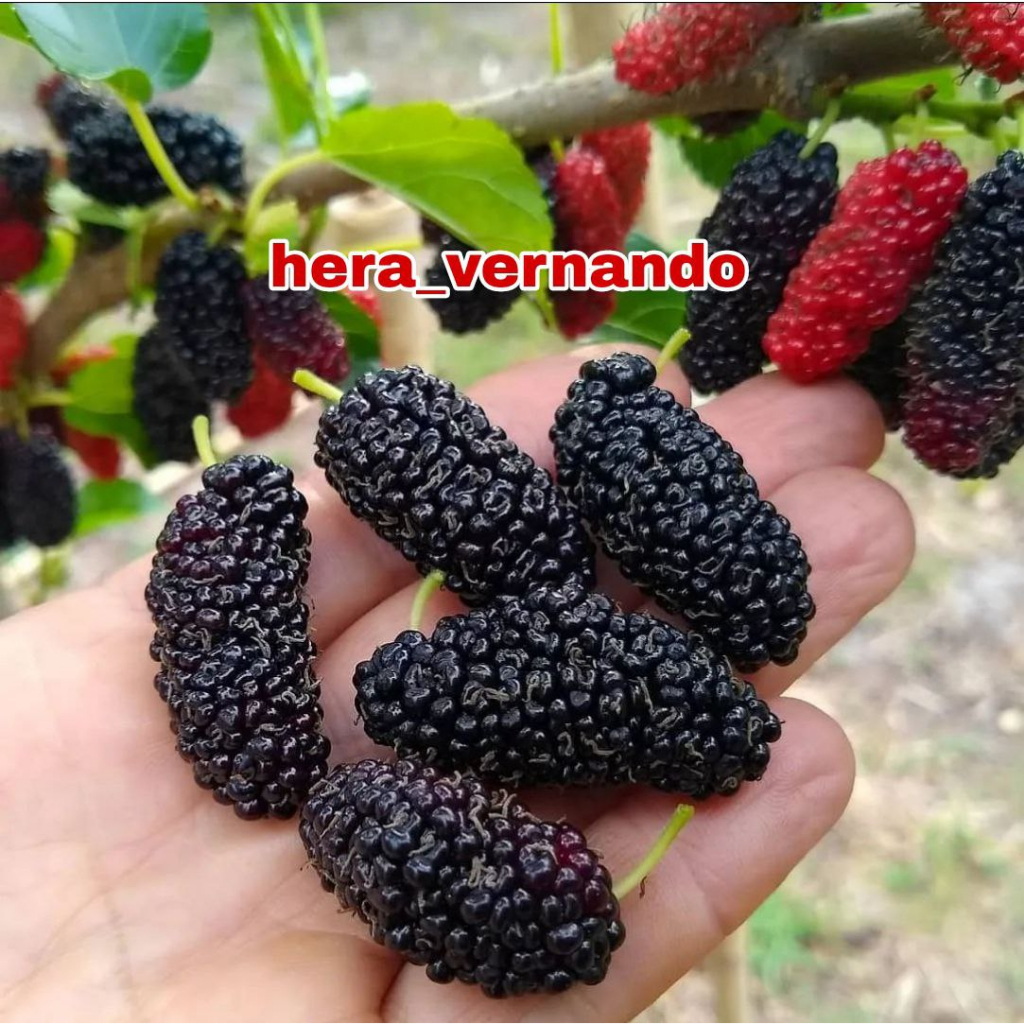 Jual Bibit Murbey Sudah Berbuah Super Cangkok | Shopee Indonesia