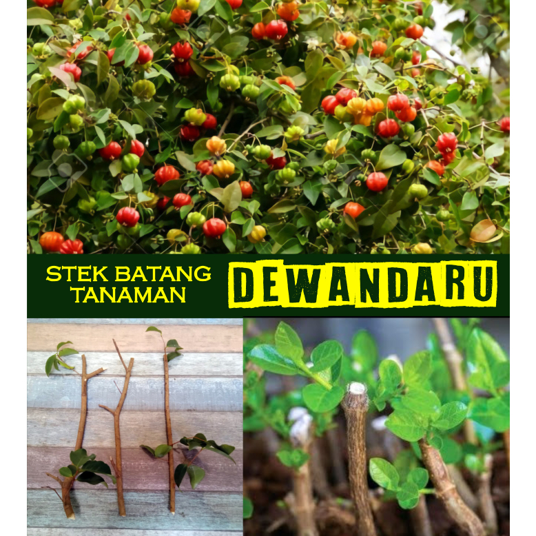 Jual (5pcs) Stek Batang Tanaman Pohon Dewandaru Dewa Ndaru Asam Selong ...