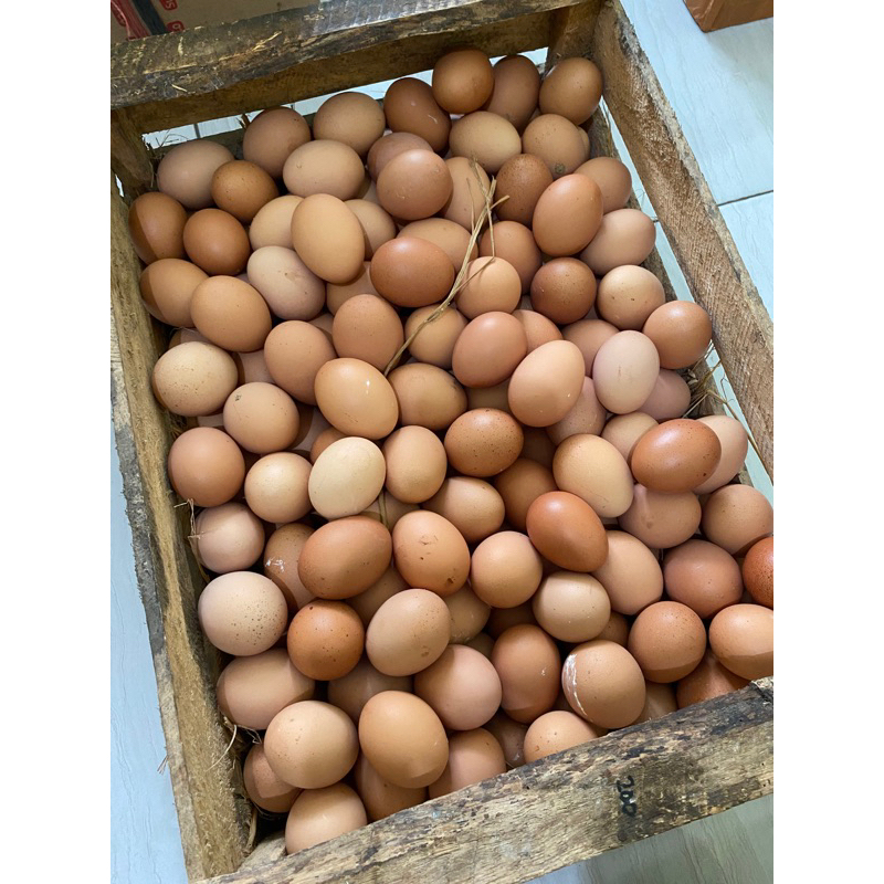 Jual TELOR 1KG KHUSUS JEMBER COD BRG | Shopee Indonesia