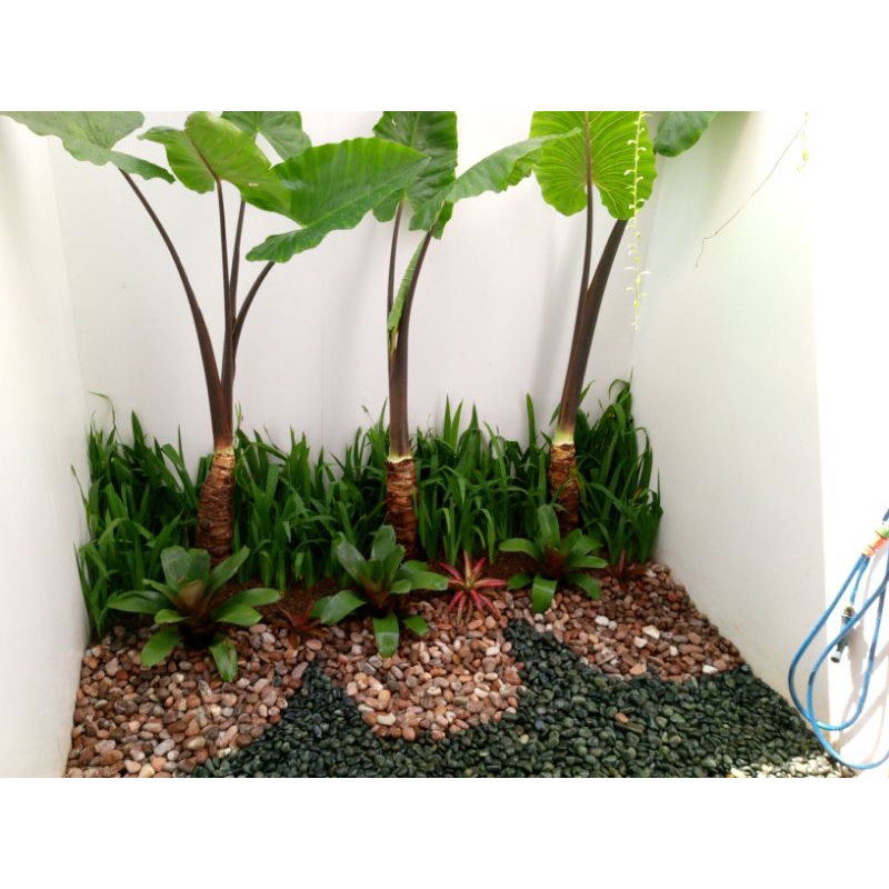 Jual Tanaman Hias Pohon Sente Hitam tinggi 1 meter | Shopee Indonesia