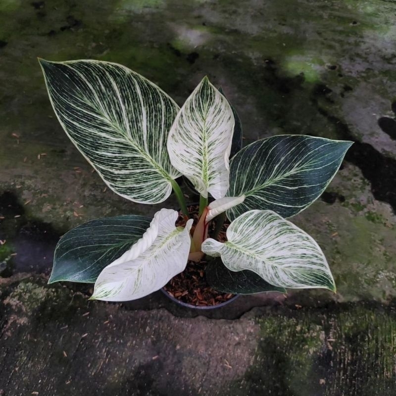 Jual Philodendron Birkhin Variegata / Tanaman Hias Philodendron Birkhin ...